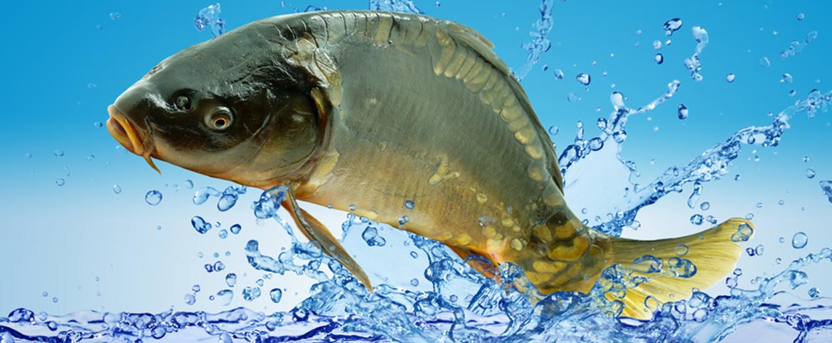 ᐅ Karpfen (Cyprinus carpio) essen & angeln? Fischlexikon mit viel Wissen